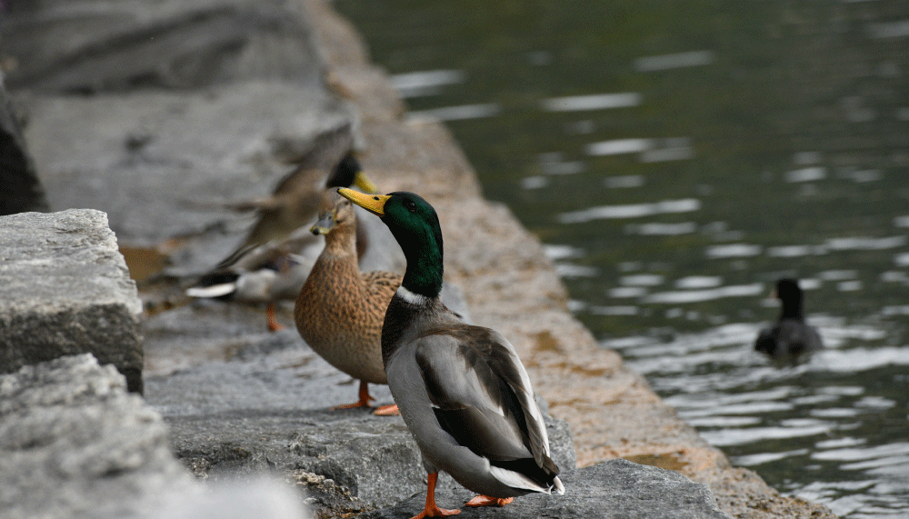 Duck Varieties and Their Distinct Calls