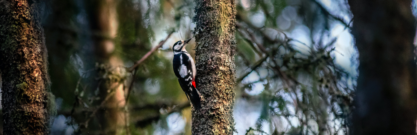 A beginner’s guide to birdwatching equipment